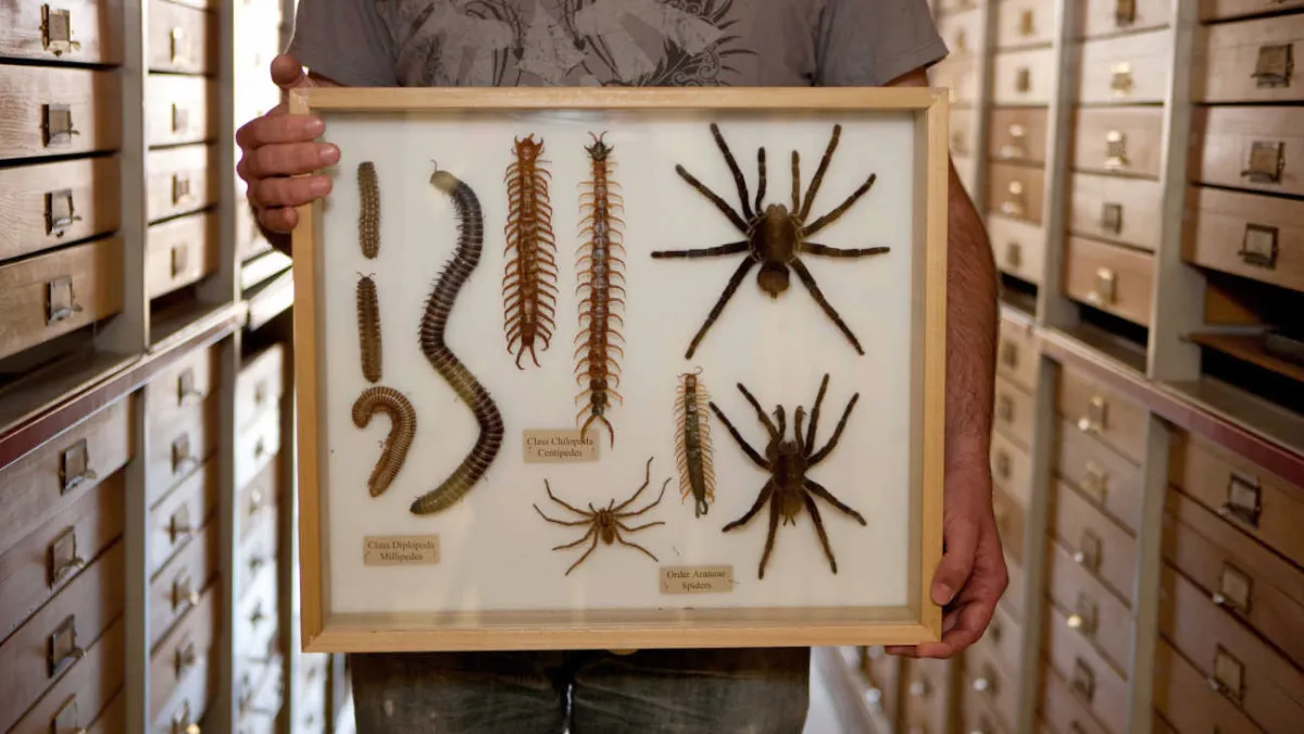 Collections Revealed | Natural History Museum
