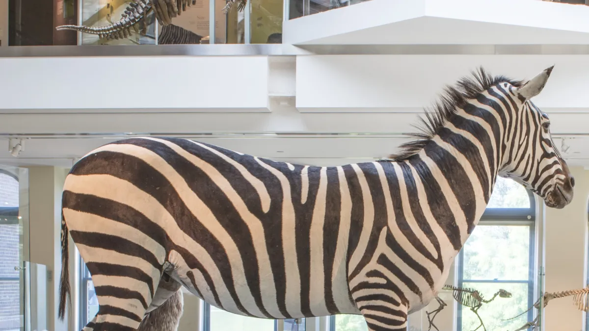 Spotting Species with Zebra Stripes in the Mammalogy Collection ...