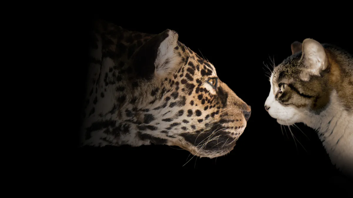 Fierce! The Story of Cats | Natural History Museum