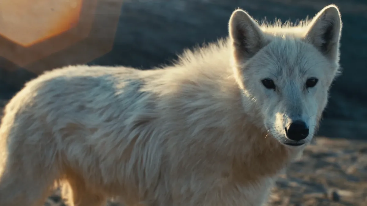 Wolves V California | Natural History Museum