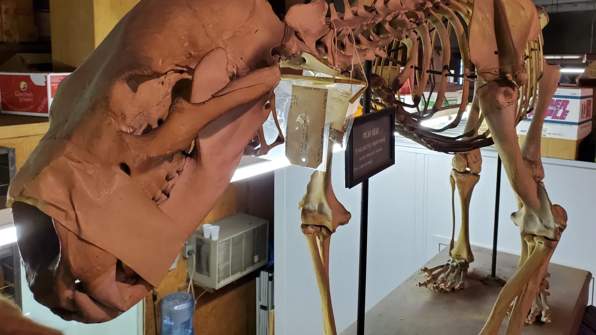 The Tale of Piccolo the Polar Bear and Captain Jack Bonavita | Natural ...