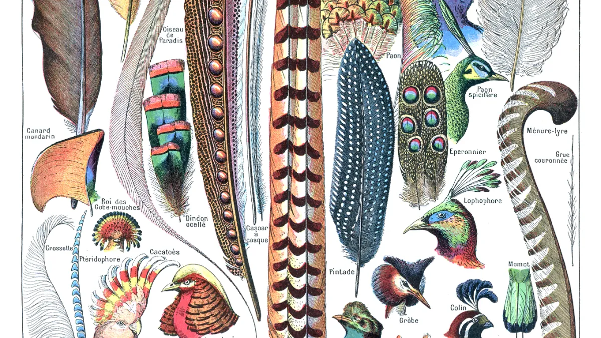 How Bird Feathers Work | Natural History Museum