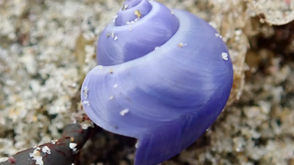 Rare Purple Snail Lands Here | Natural History Museum