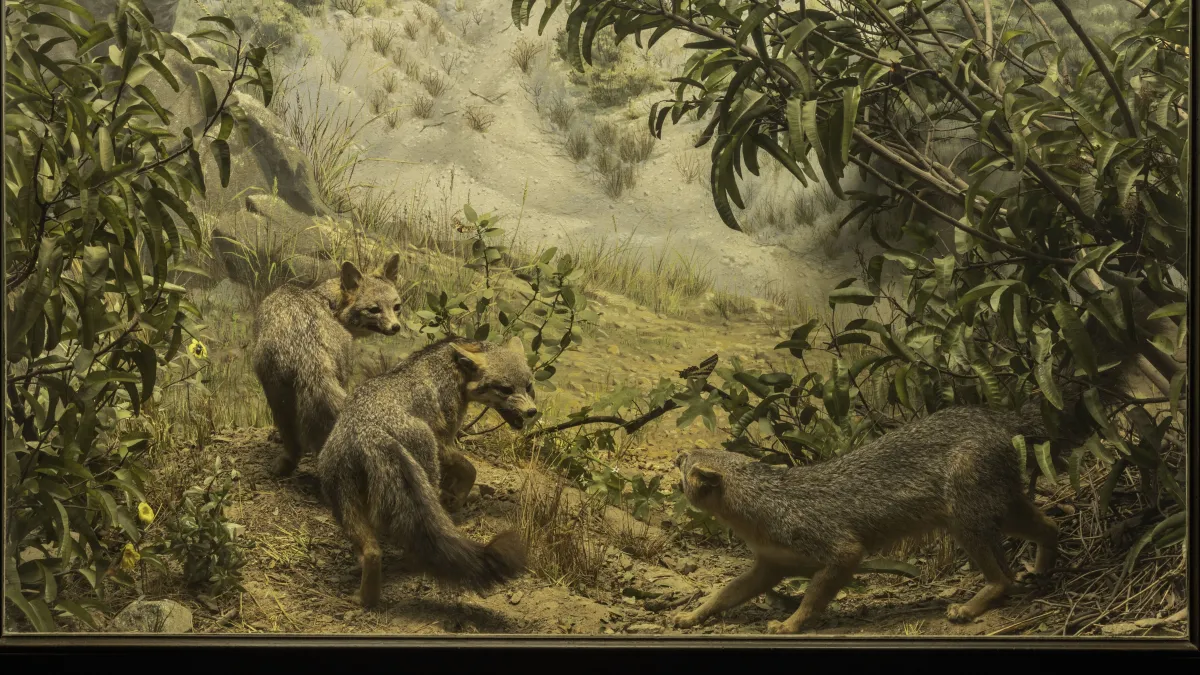 Fox Skull Size Change | Natural History Museum