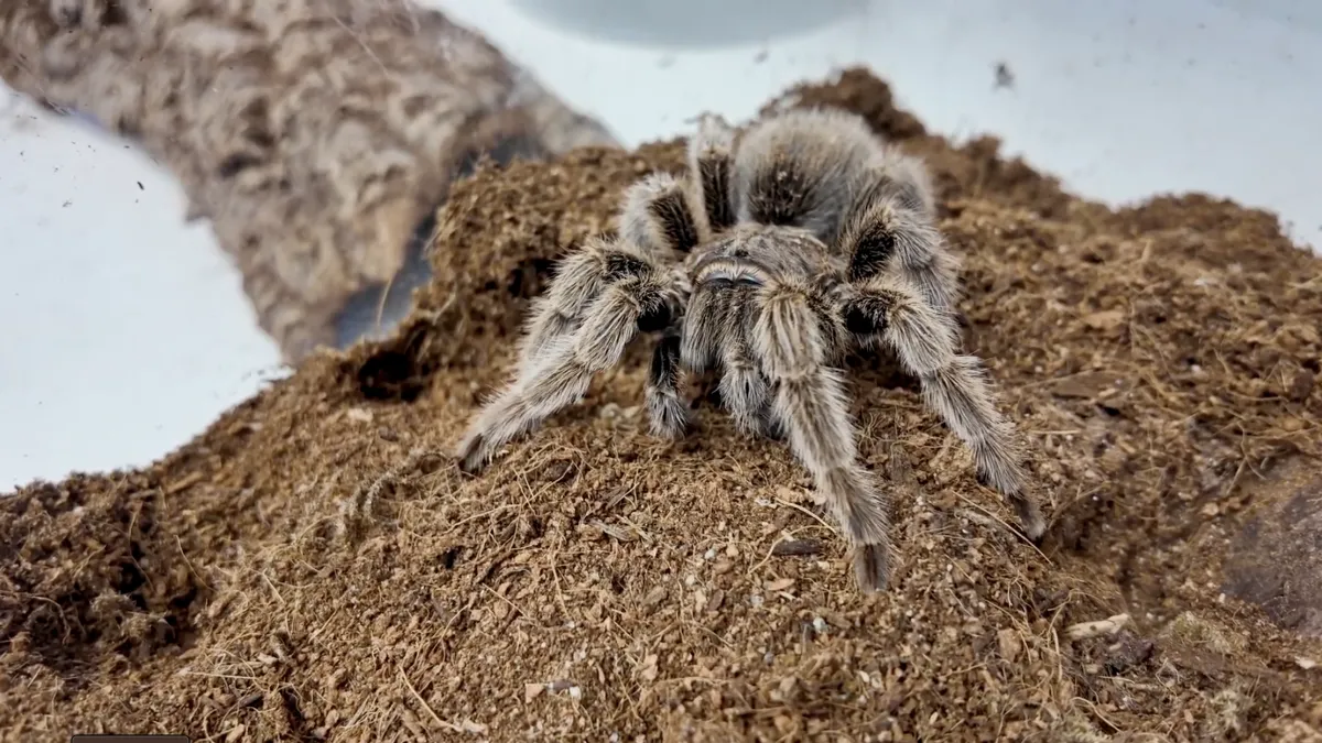 Creepy, Crawly, Courtship | Natural History Museum