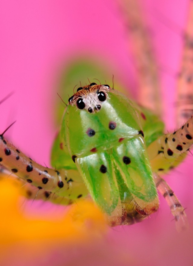 Spider Pavilion | nhm