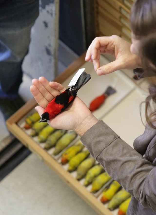 Your Questions Answered: Wildfire and Birds | Natural History Museum