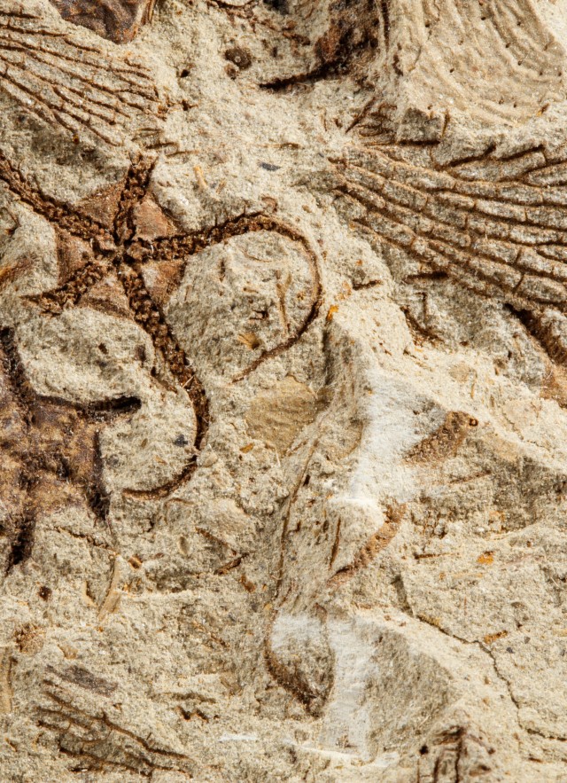 Make Your Own Trace Fossil Natural History Museum make-your-own-trace-fossil-natural-history-museum