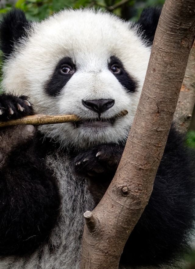Eating bamboo? It's all in the wrist. | Natural History Museum