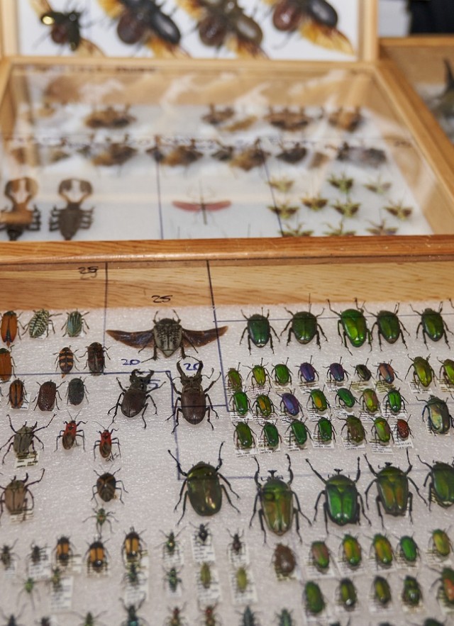 Bug Fair 2025: Exhibitor Registration | Natural History Museum