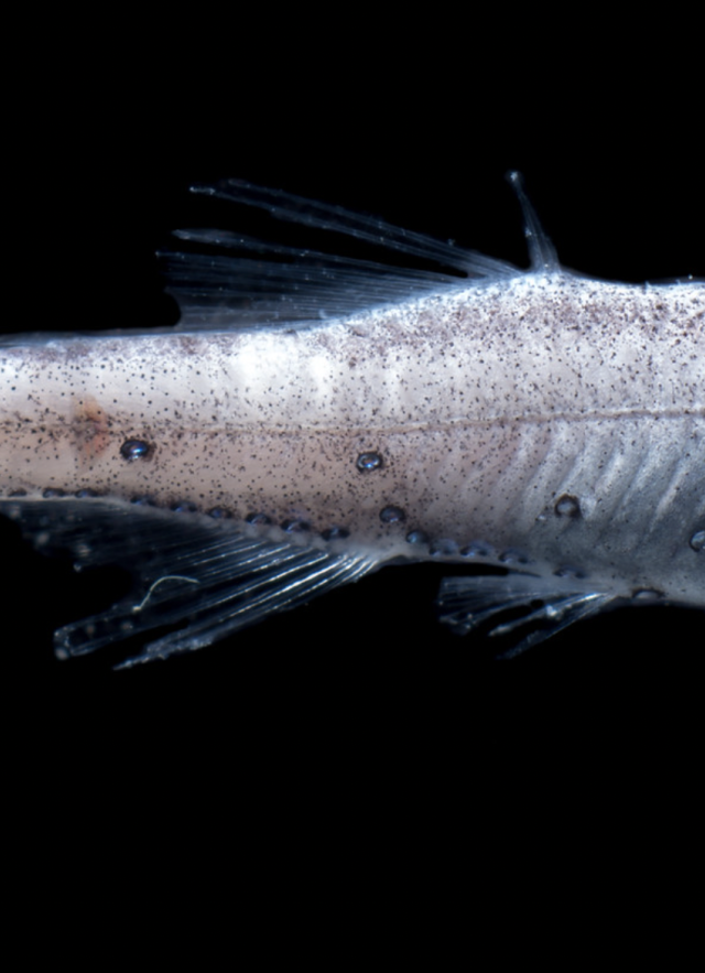 A Deep Dive on Microplastics | Natural History Museum