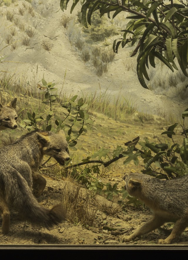 Fox Skull Size Change | Natural History Museum