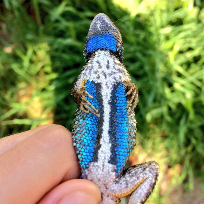 Community Science | nhm