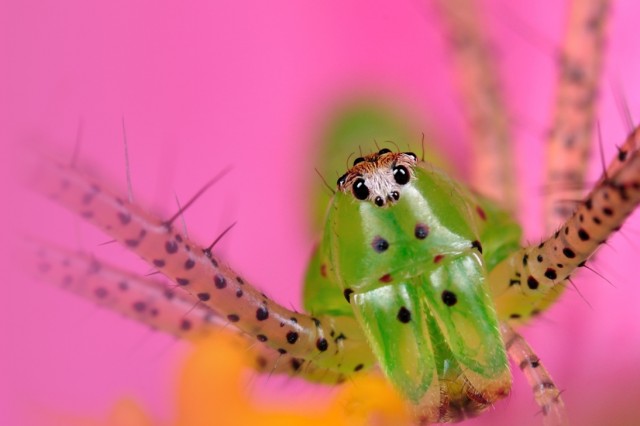 Spider Pavilion | nhm