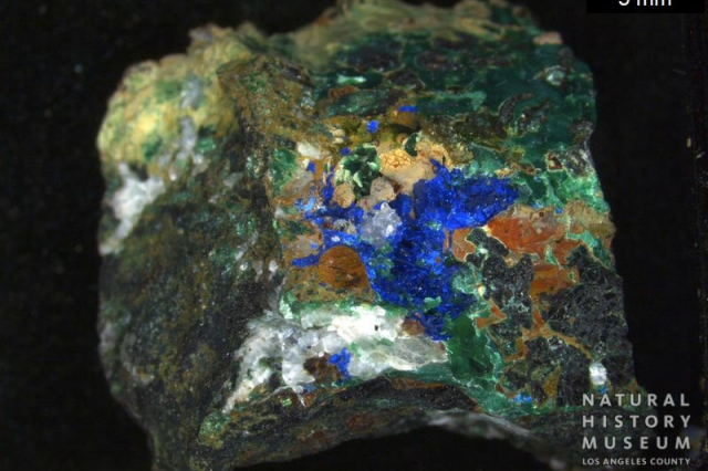 Our Collections | nhm