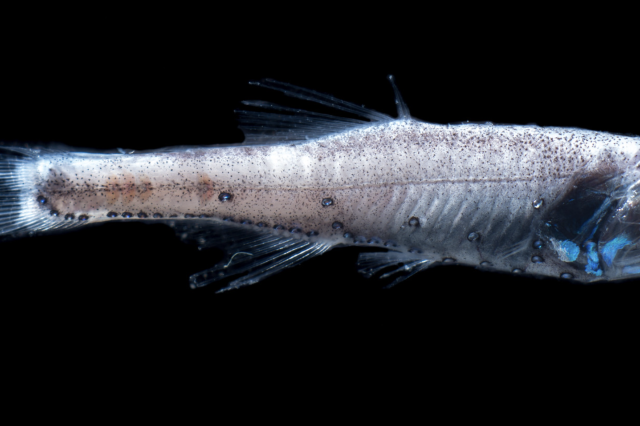 Research & Collections | Natural History Museum