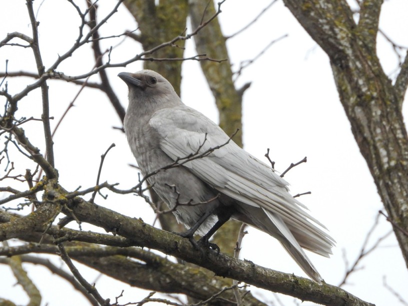 Natural History Museum