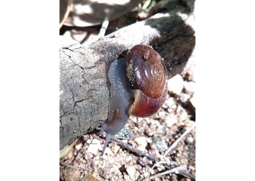 Natural History Museum