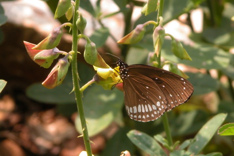 The Beginnings of Butterflies | Natural History Museum