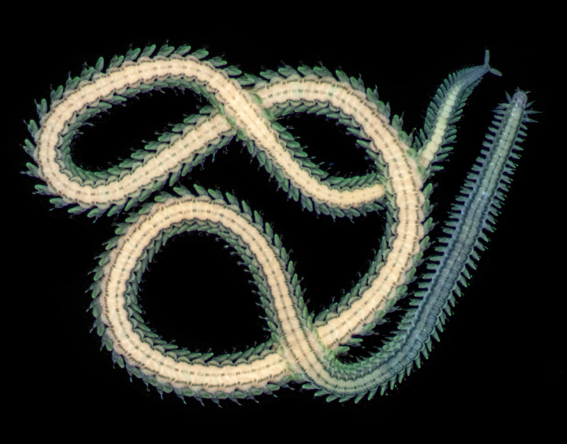 An Ocean of Worms | Natural History Museum