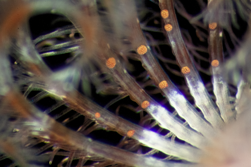 An Ocean of Worms | Natural History Museum