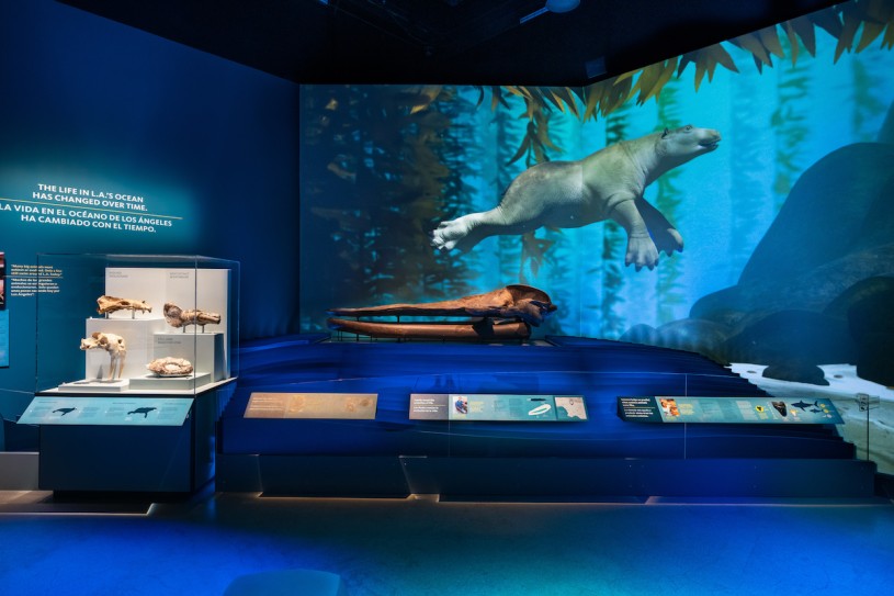 Dive Into the Weird Miocene World of Aquatic Sloths | Natural History ...