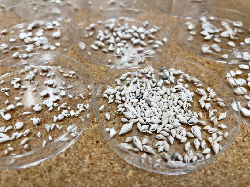 Spaceport Fossils from French Guiana | Natural History Museum