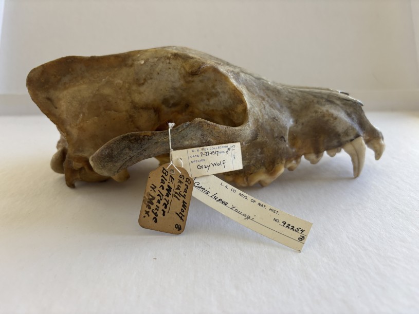 A Behind-the-Scenes Look at the Wolves Stalking the Collections ...